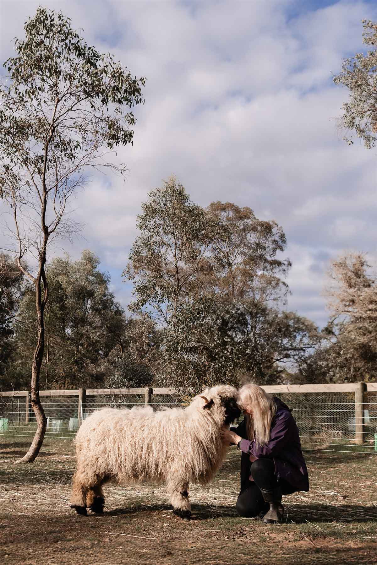 Valais Blacknose Sheep Australia | Tirano Rare Breeds Farm
