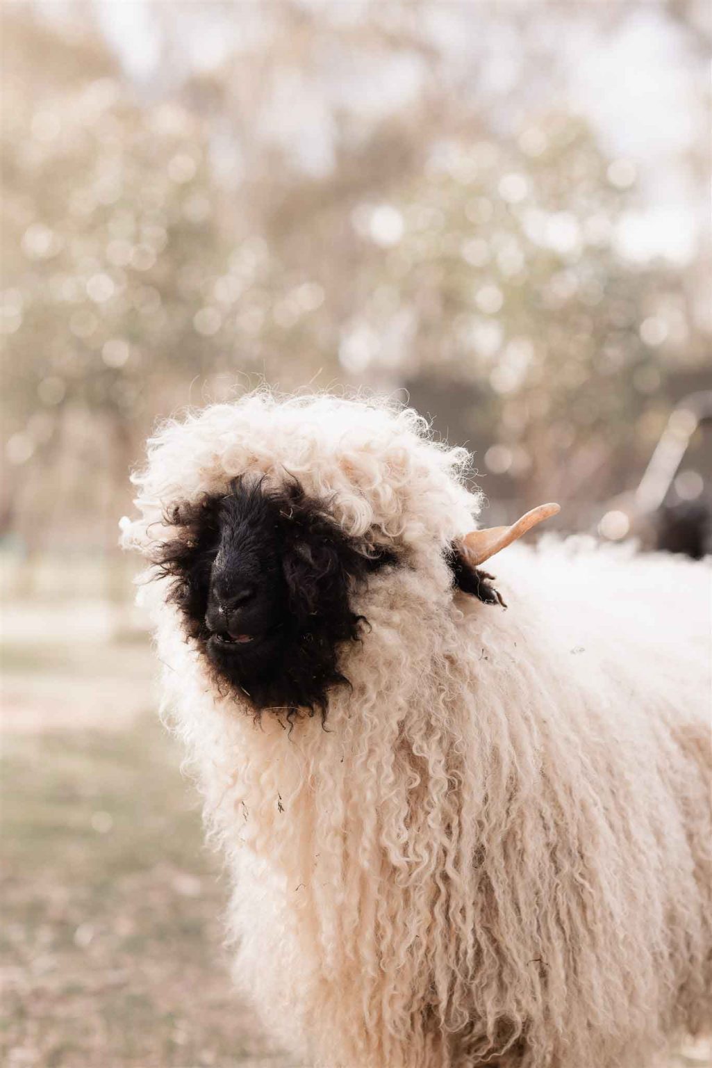 Valais Blacknose Sheep Australia | Tirano Rare Breeds Farm