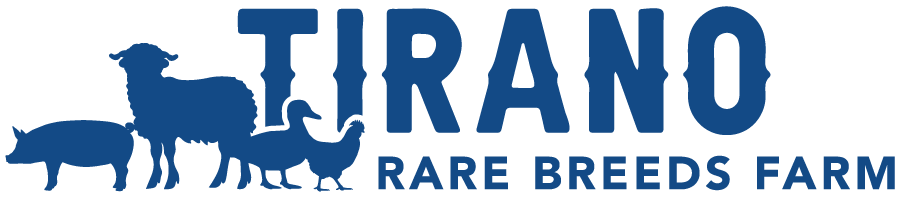 Rare Breeds We Love | Pigs, Black Suffolk Sheep, Ducks & Chickens