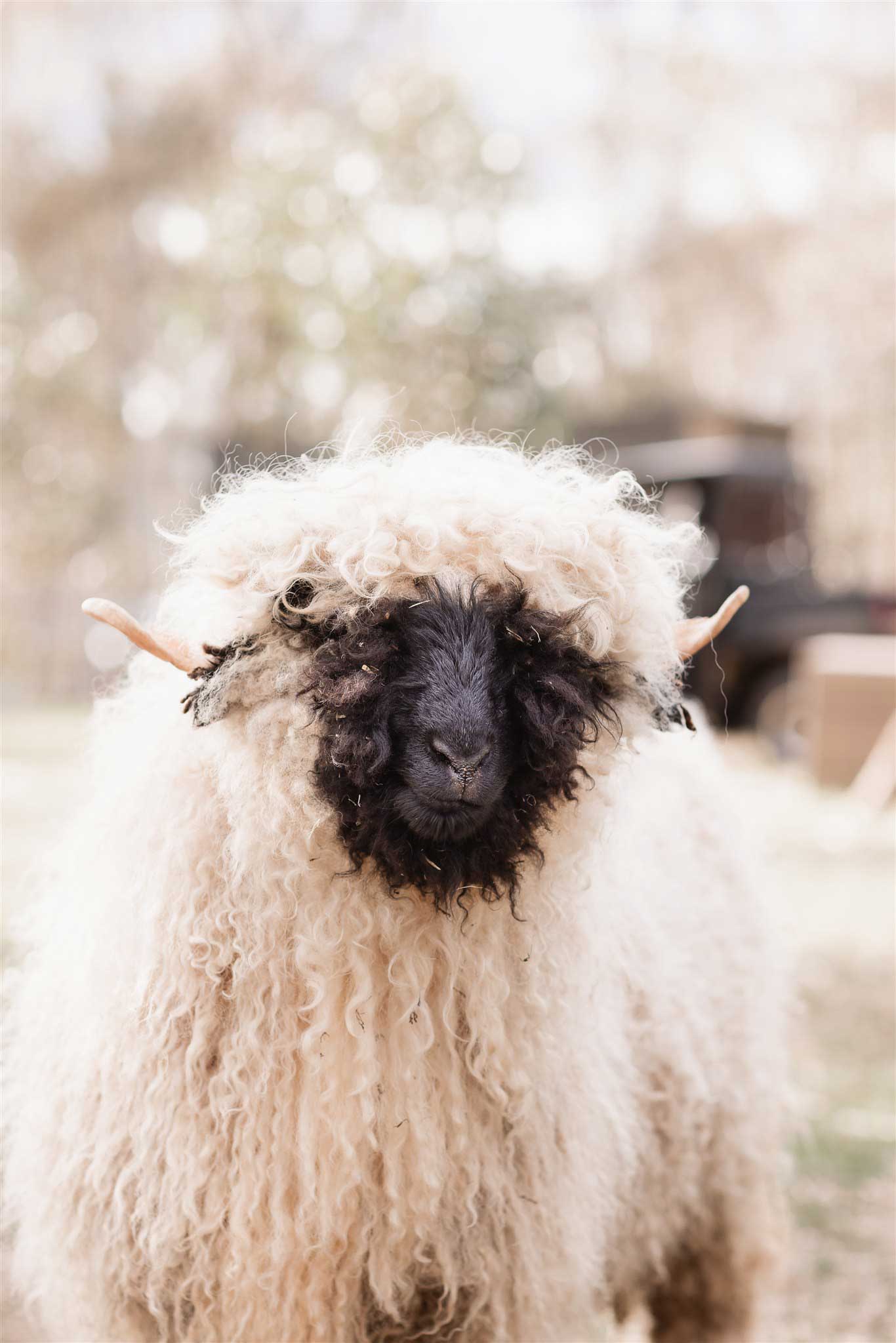 Valais Blacknose Sheep Australia | Tirano Rare Breeds Farm